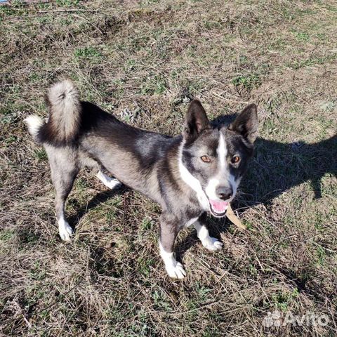 Молодой щенок