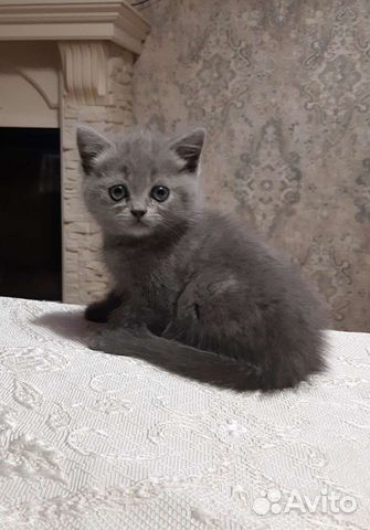 Британские котята