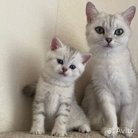 Британские котята серебристая шиншилла