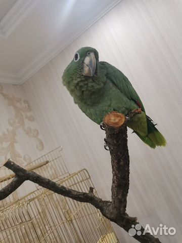 Амазон Мюллера с вольером