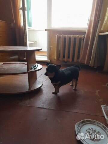 Пес ищет дом