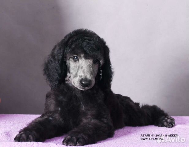 Большой (королевский) пудель мальчик серого окраса