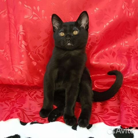 Бомбейский мальчик