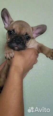 Французский бульдог