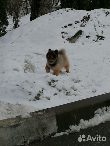 Мальчик, Шпиц, Немецко-Помиранский, для случки