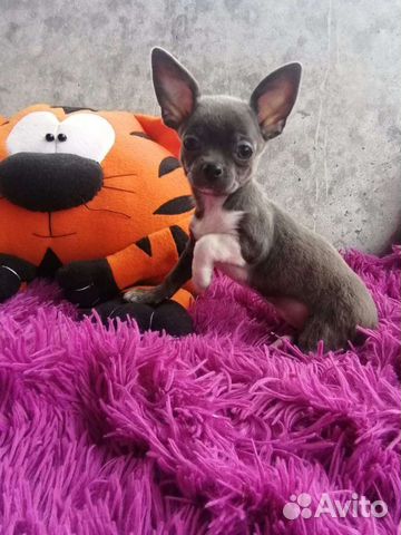 Чихуахуа mini девочка