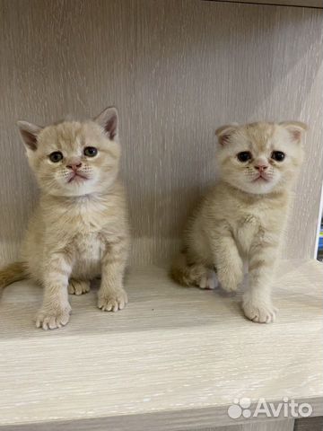 Румяные шотландские булочки