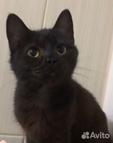 Котенок девочка 3 мес
