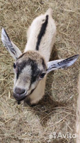 Козлёнок альпийский