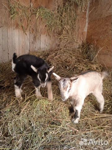 Козлята чистопородные альпийские