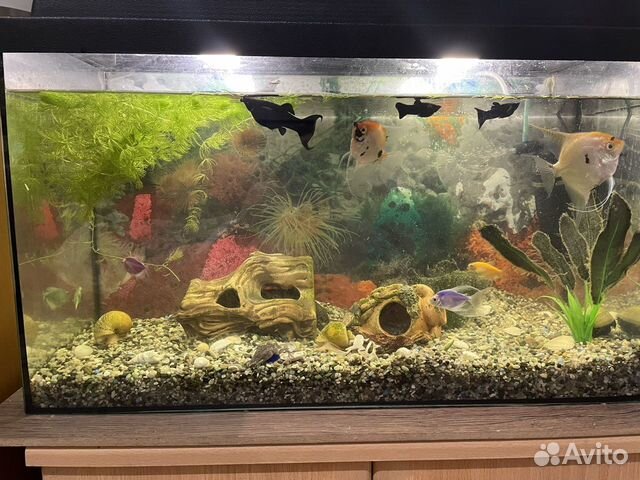 Аквариум с рыбками