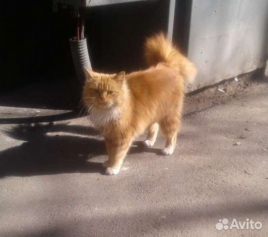 Котик-няша ласковый в добрые руки