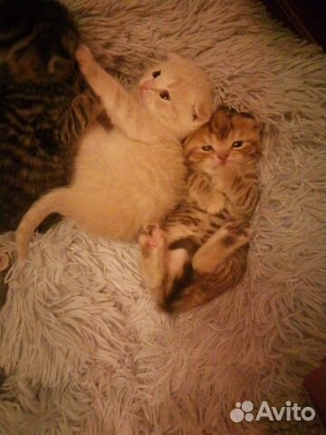 Шотландские вислоухие котята