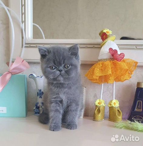 Экзотическая