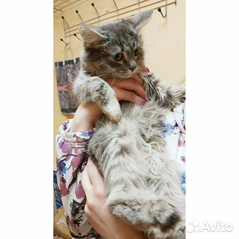 Котенок девочка 6 месяцев пушистая стерилизована