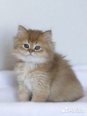Британские котята