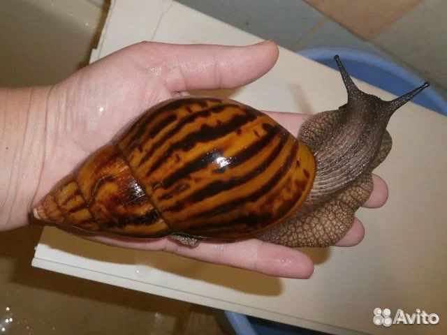 Ахатина тигр улитки