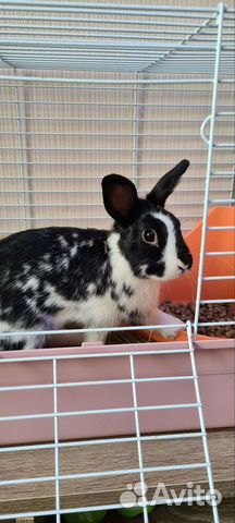 Декоративные кролики