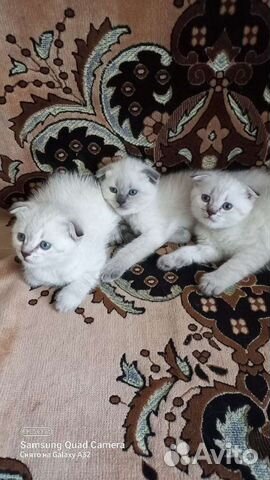Котята шотландцы вислоухие 1,5 мес. 3500