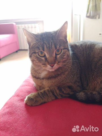 Кошка Груша