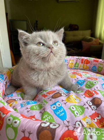 Британские котята