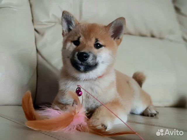 Шиба сиба ину девочка