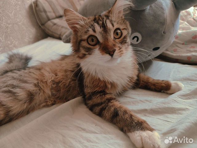 Отдам кошек. Времени мало