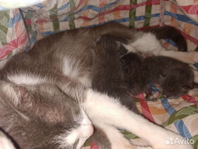 Котята в добрые руки