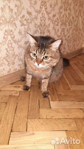 Сомалийский кот