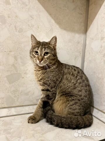 Кошечка малышка