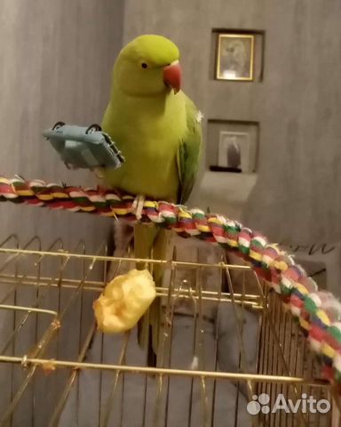Птицы