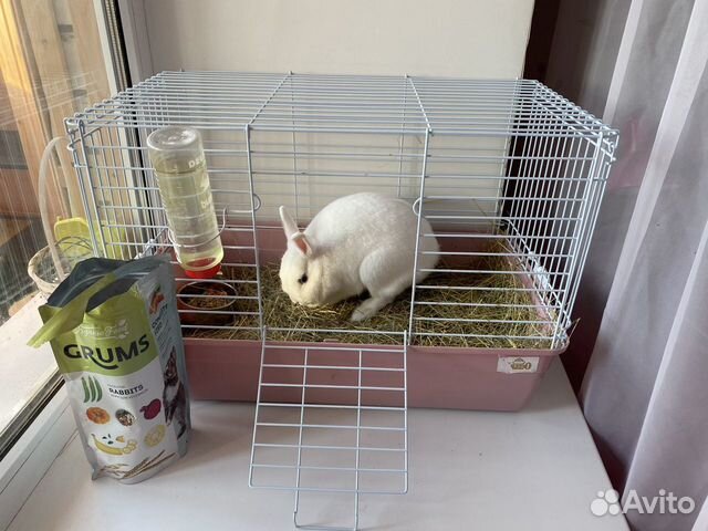 Декоративные кролики мини