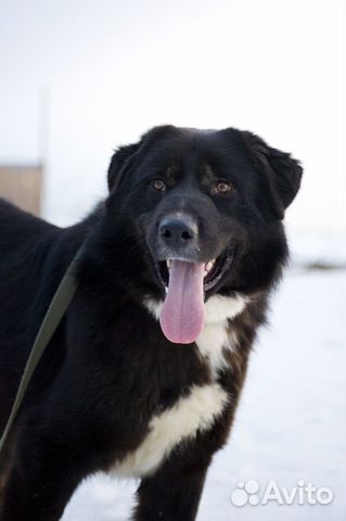 Алтай ищет семью