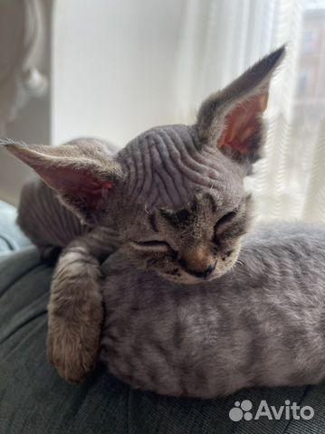 Котята девон-рекс