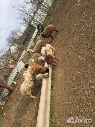 Продаю овец с ягнятами