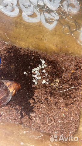 Улитки ахатины