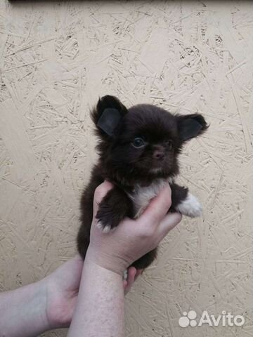 Чихуахуа девочка шоколадка