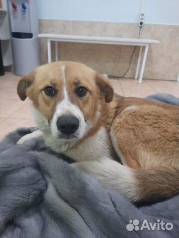 Спасём Веснушку