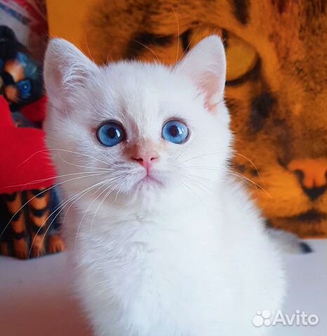 Великолепная золотая малышка с глазами цвета неба