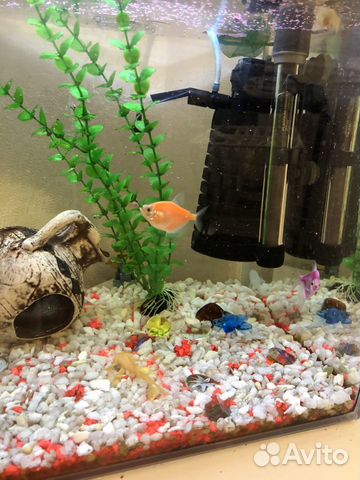Аквариум