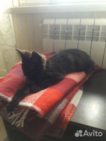 Котята в добрые руки даром