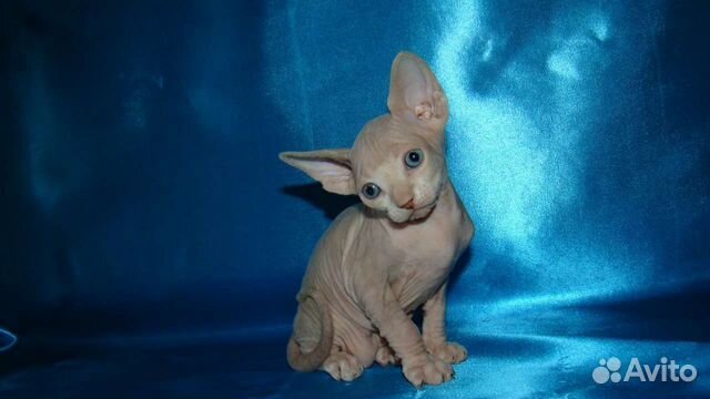 Канадский сфинкс