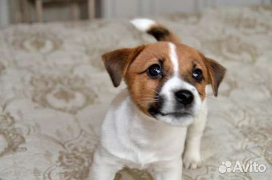 Щенки джек Рассел терьер