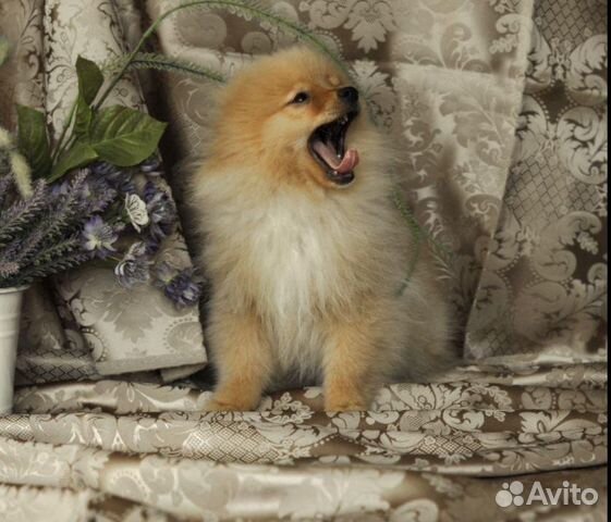 Немецкий шпиц