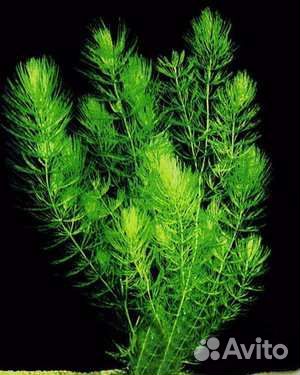 Роголистник