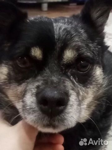 Пёс Тобик ищет хозяина. Отдадим в хорошие руки