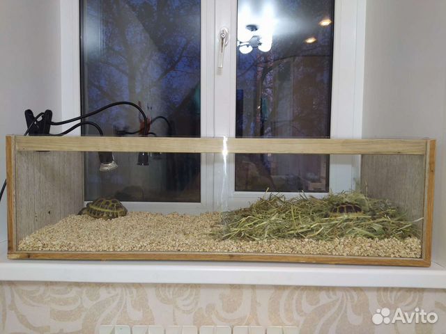 Сухопутные черепахи вместе с террариумом