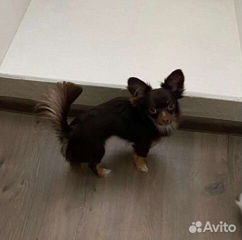 Вязка чихуахуа