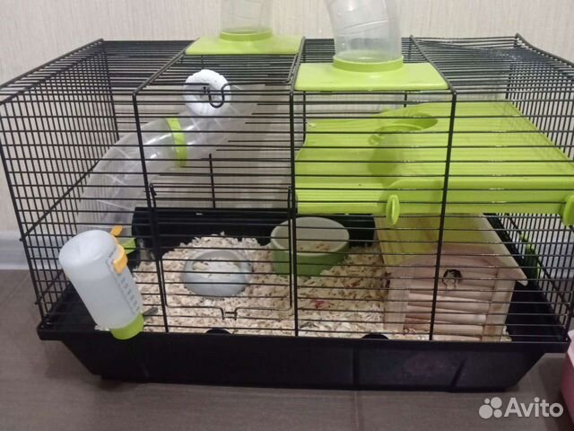 Сирийский хомяк с клеткой