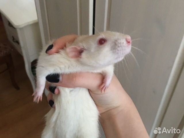 Крыса дамбо с клеткой, мальчик